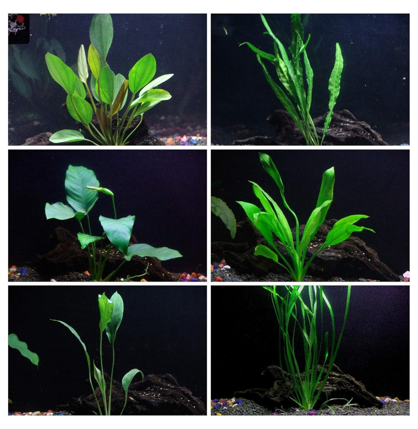 Cichlid Plants