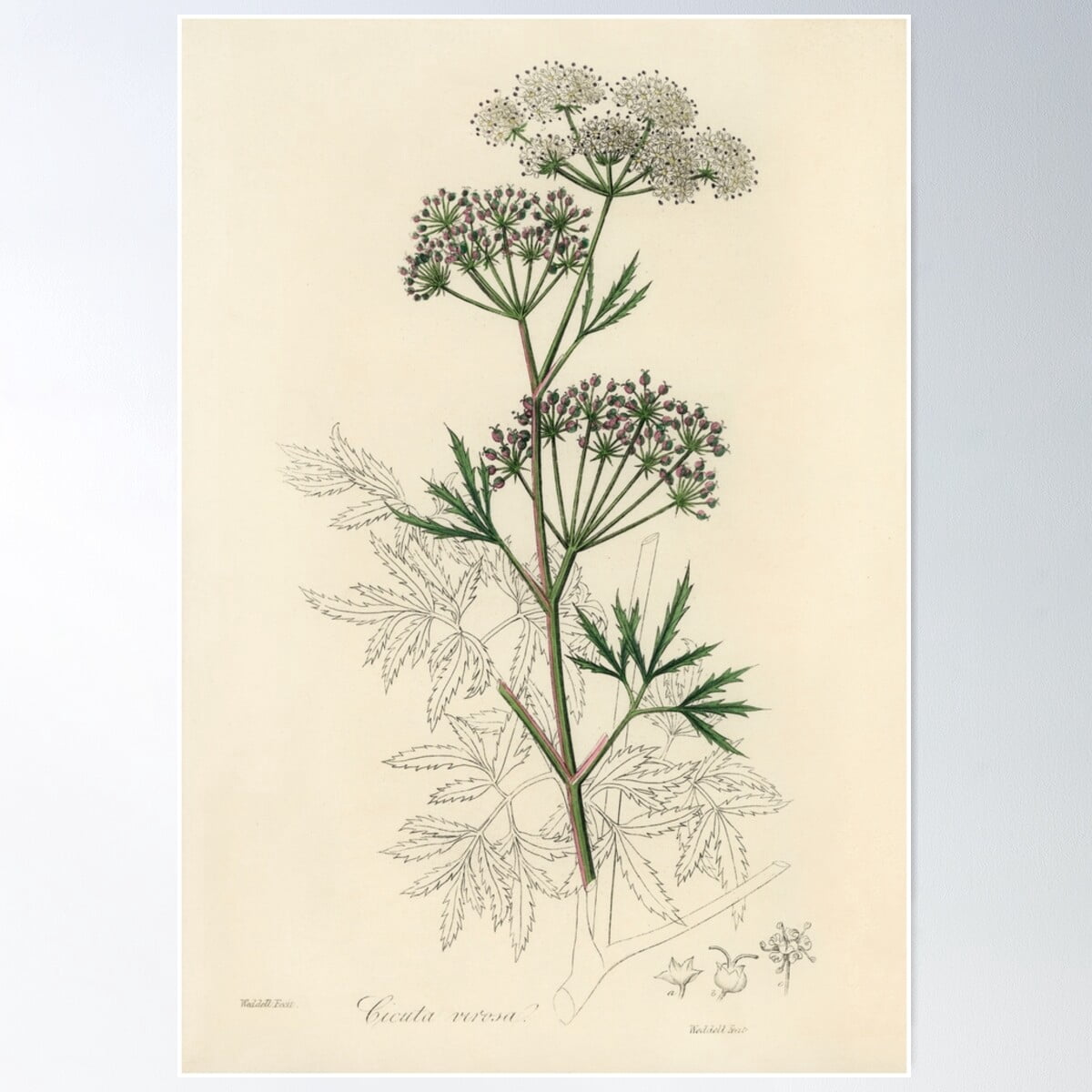 Cicuta virosa illustration Poster, 12x18 UNFRAMED - Walmart.com