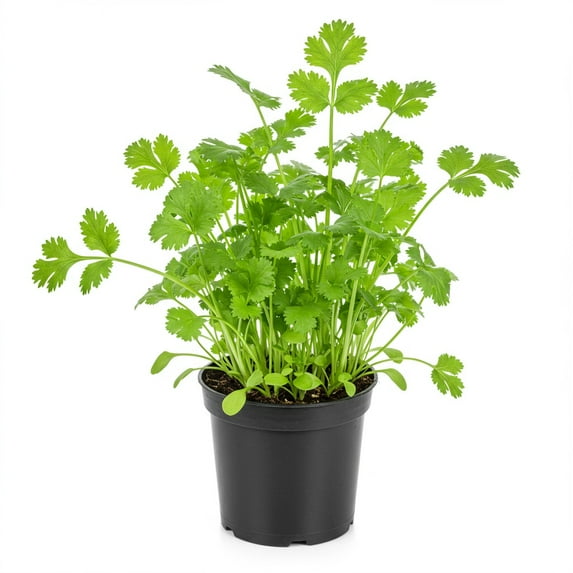 Cilantro Coriander - 4 inch Live Herb Plants - Walmart.com