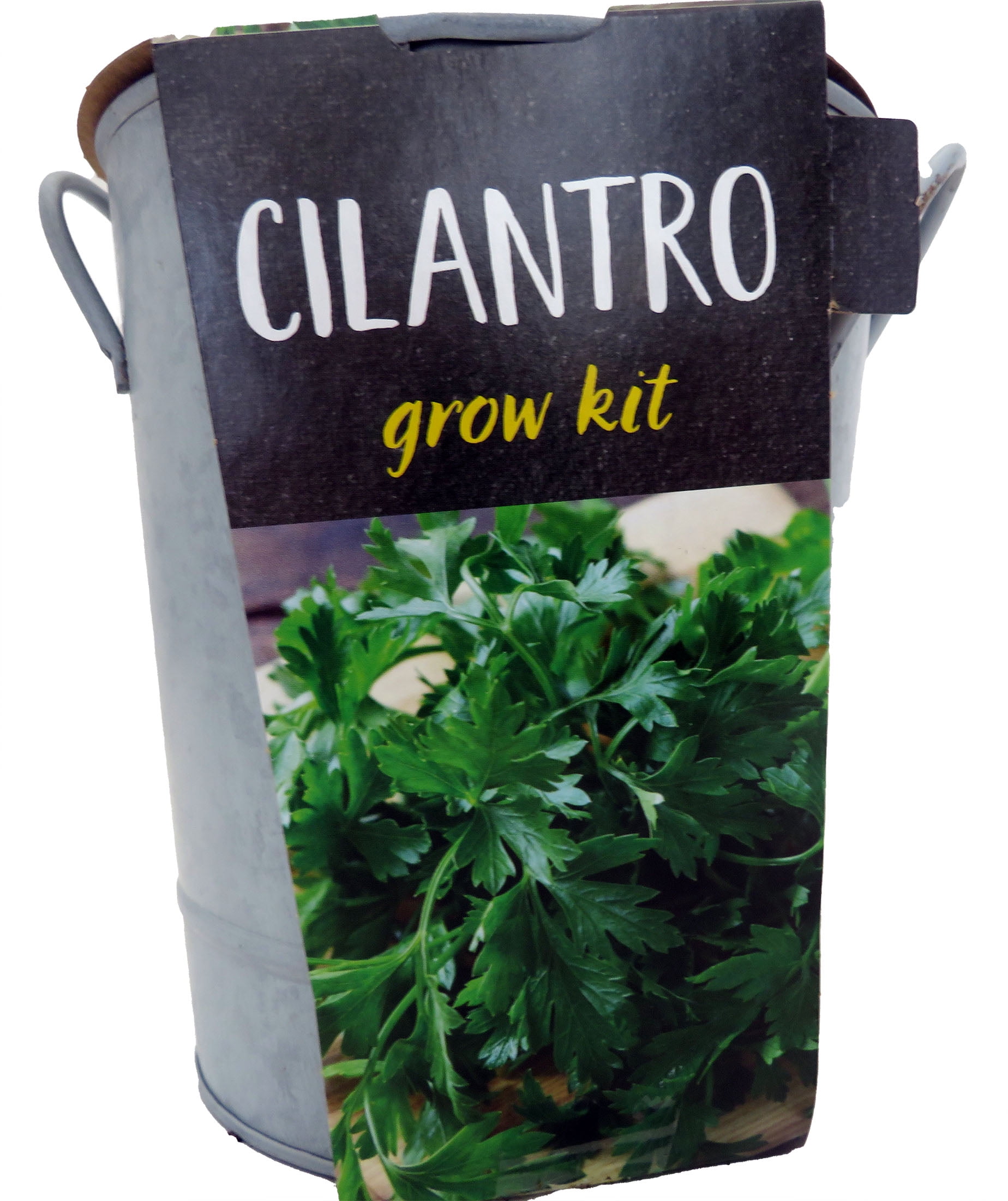 Cilantro Grow Kit - Metal Planter - Walmart.com