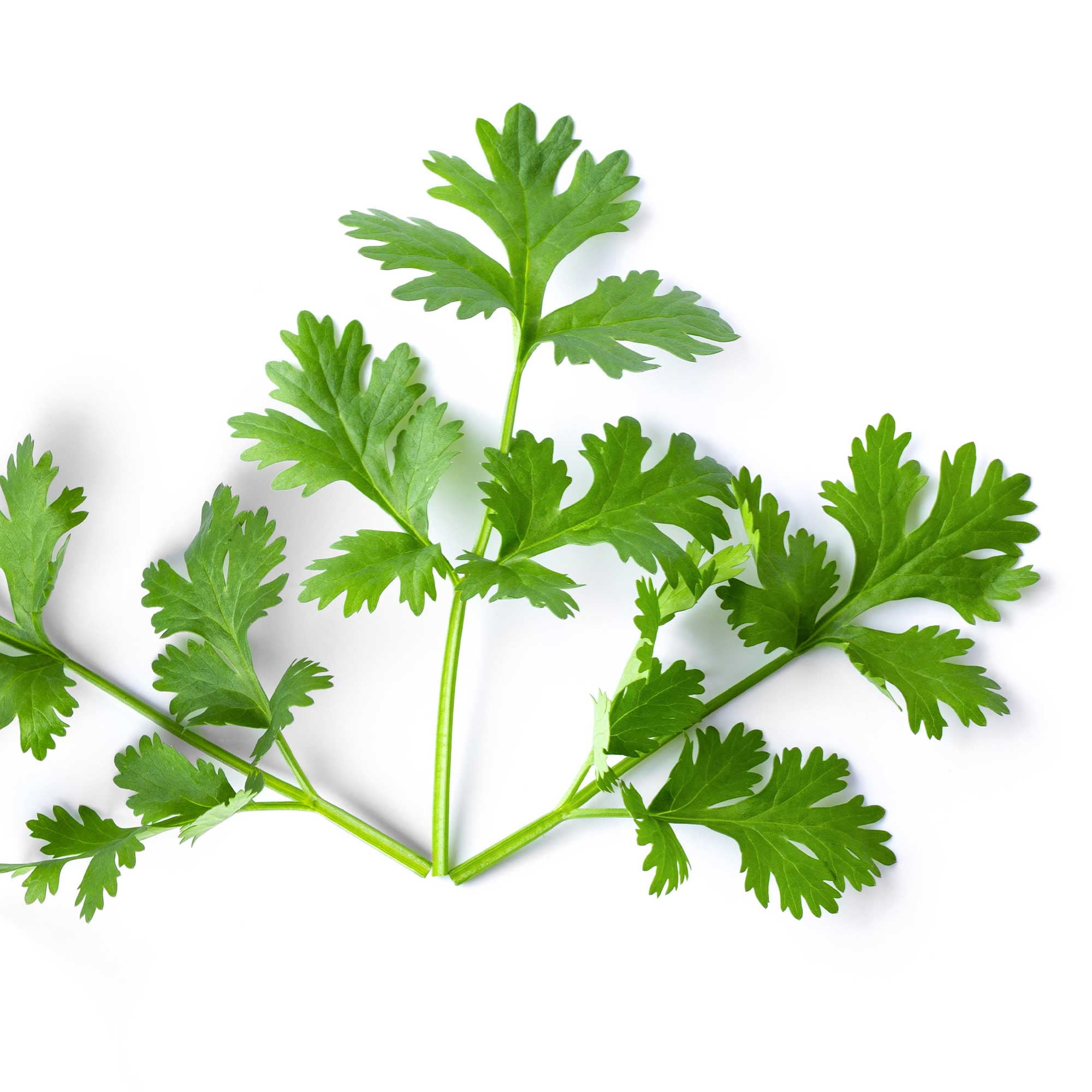 Cilantro Seeds - Leisure - 1 Lb ~32000 Seeds - Non-GMO, Heirloom ...