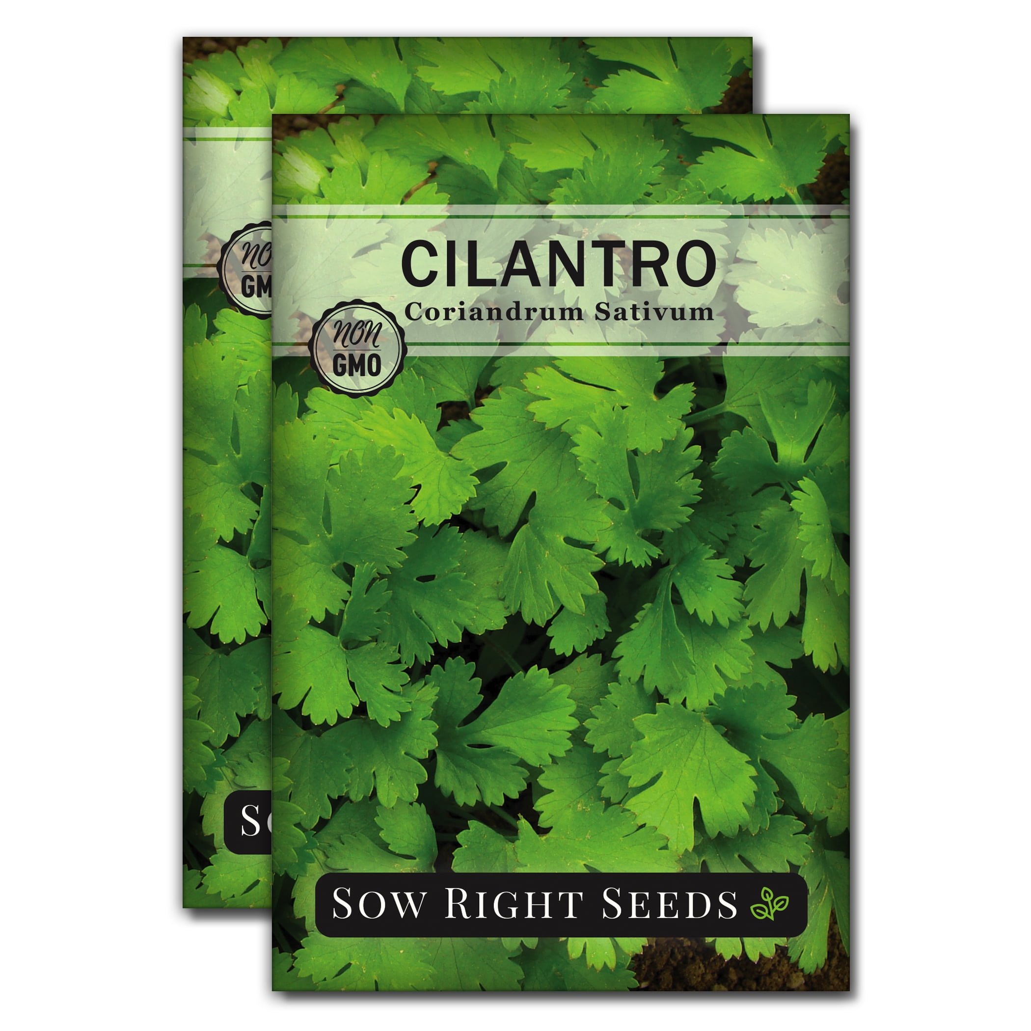 Cilantro Seeds for Planting - Non GMO Heirloom Varieties for your ...