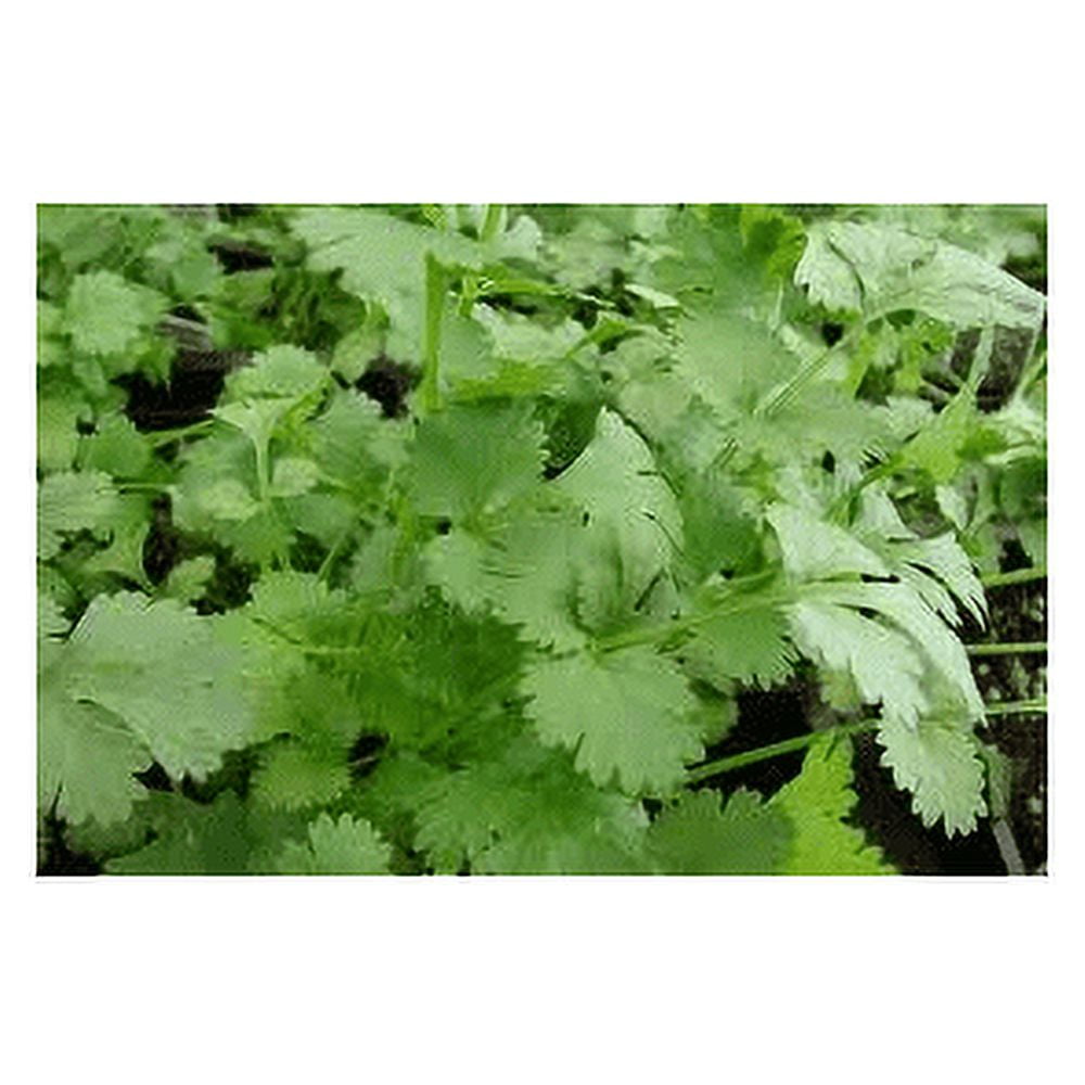Cilantro Chinese Parsley