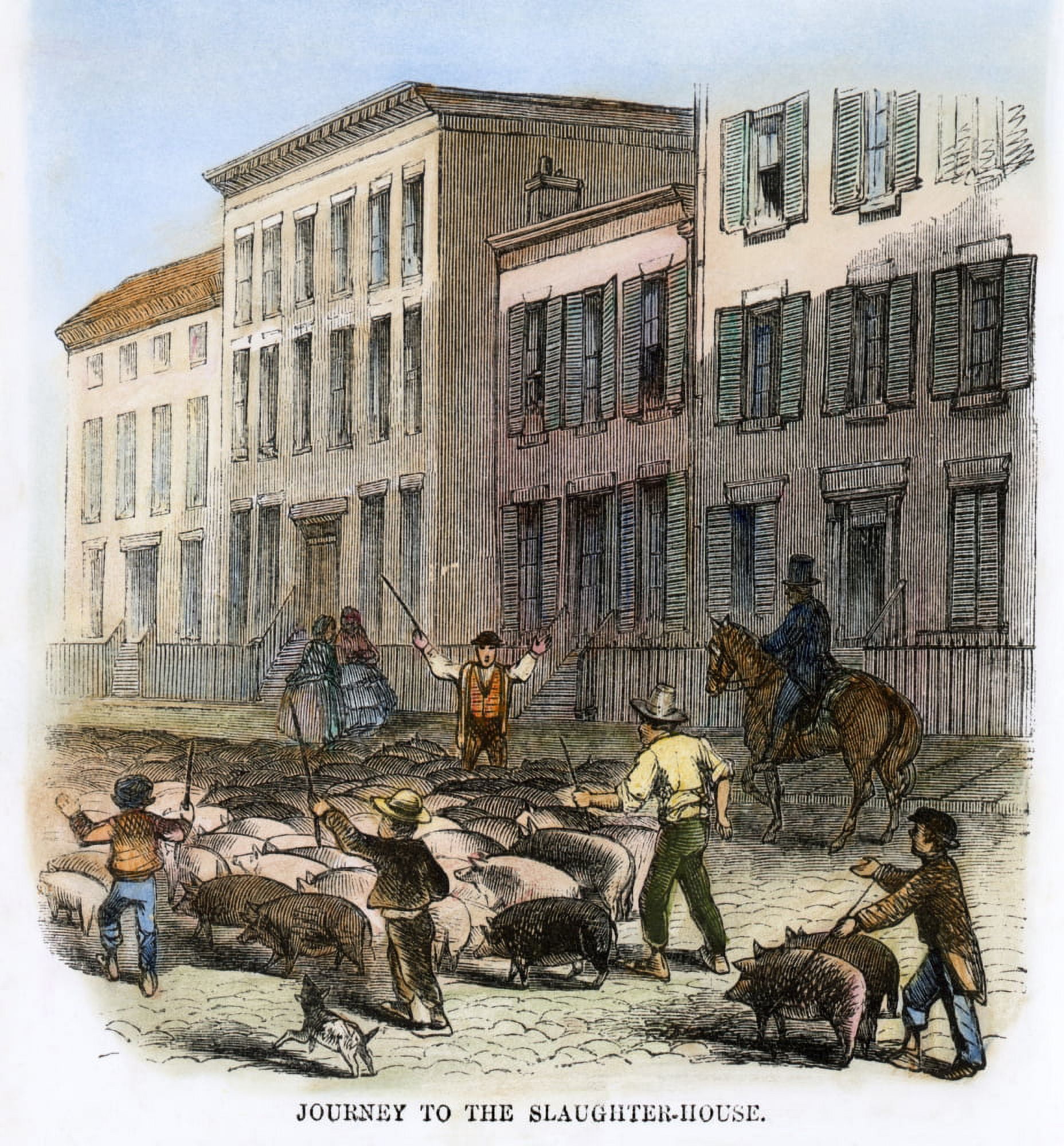 Cincinnati Hog Herding. Ndriving Hogs To The Slaughter-House Through ...