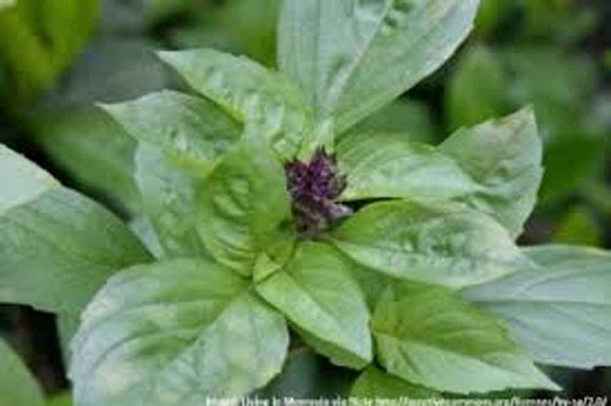 Cinnamon Basil Seeds - 200 Count Seed Pack - Displays dark green leaves ...