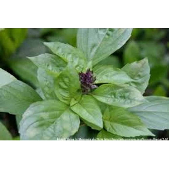 Basil Seeds in Seed Gardening - Walmart.com