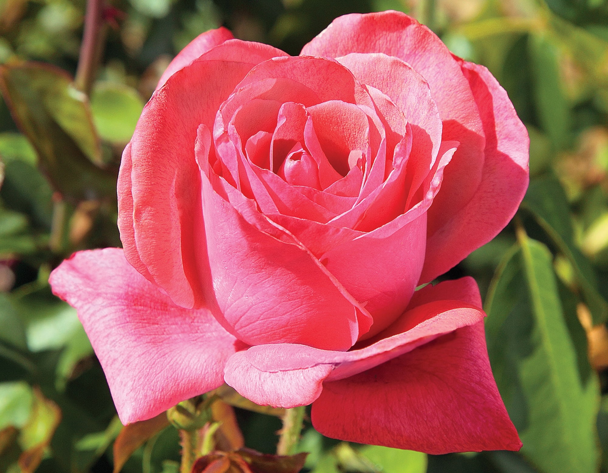 Cinnamon Dolce™ Hybrid Tea Rose Bush - Bare Root - Bloomables ...