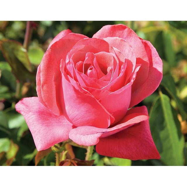 Cinnamon Dolce™ Hybrid Tea Rose Bush - Bare Root - Bloomables ...
