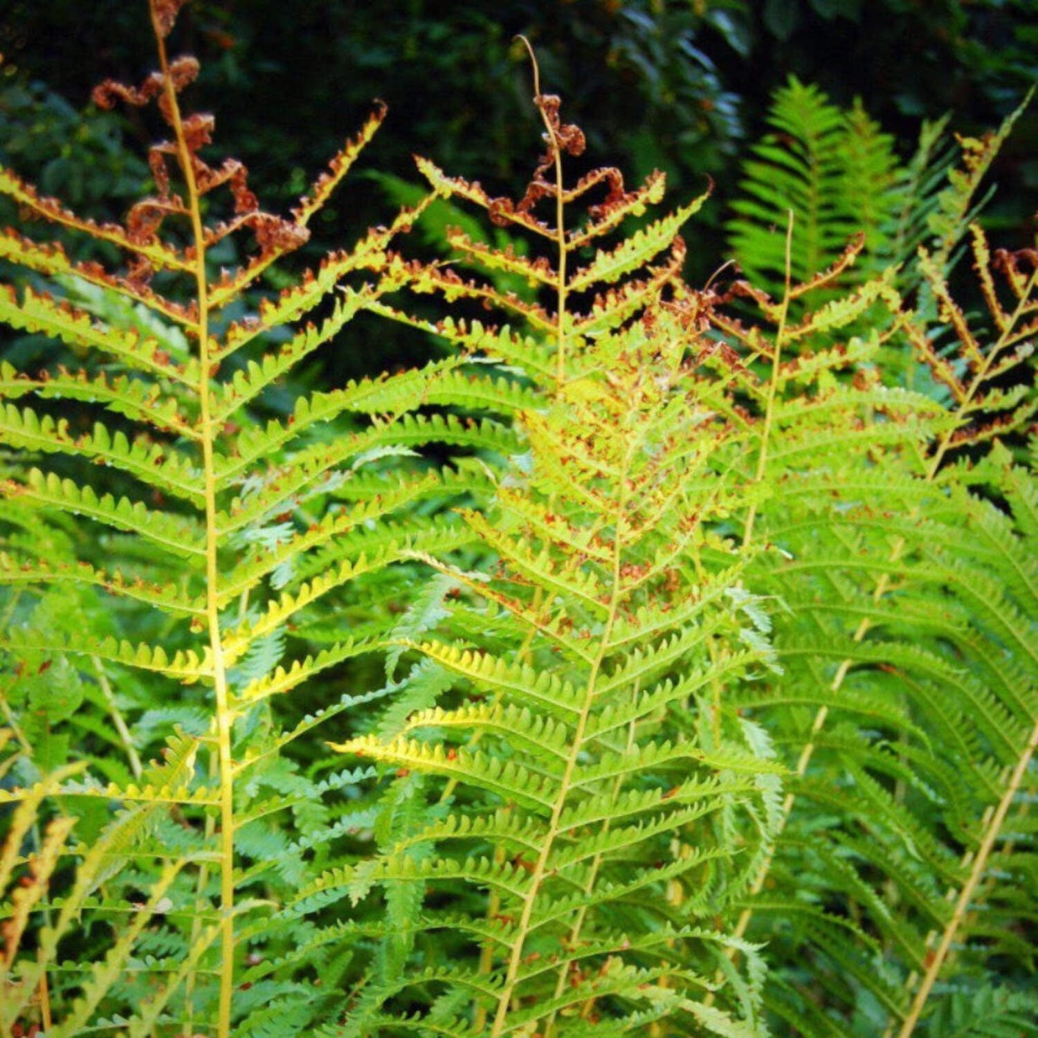 Cinnamon Fern - 3 Gallon Pot, Live Deciduous Fern, Part Sun, Outdoor ...