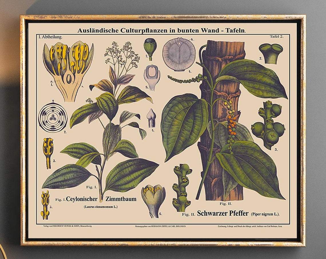 Cinnamon Tree Botanical Art And Black Pepper Botanical Prints Landscape ...
