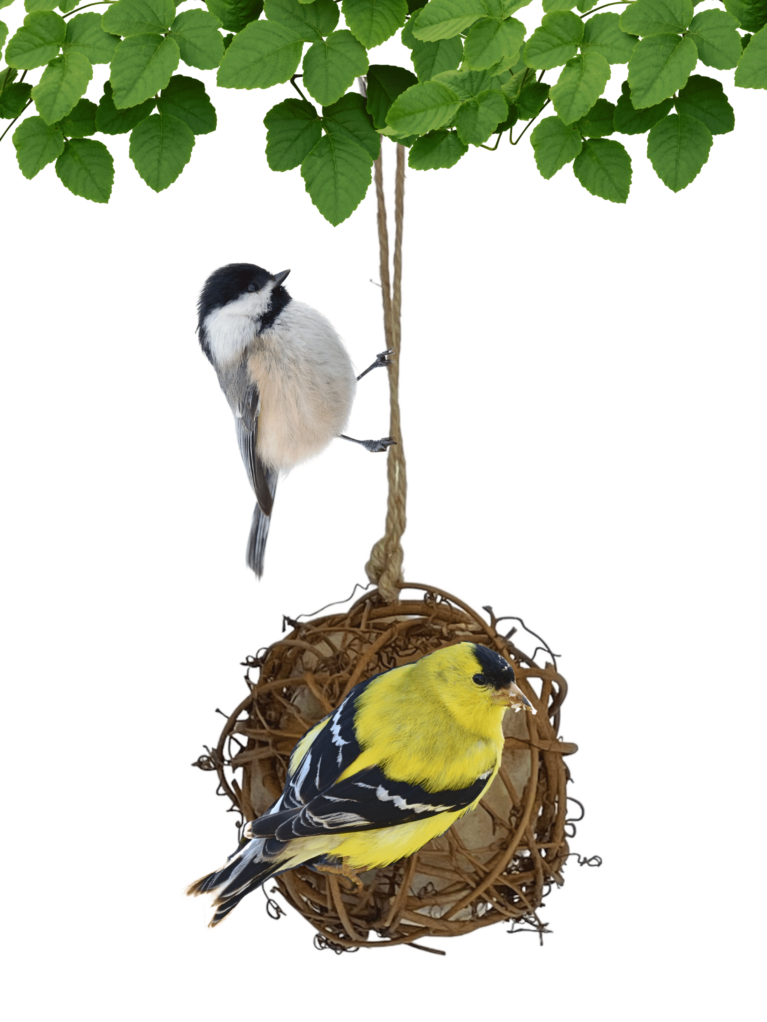 Circle Vine Nesting Ball with Nesting Material - Walmart.com
