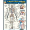 Anatomy of the Foot : a QuickStudy Laminated Reference Guide (Other) - Walmart.com