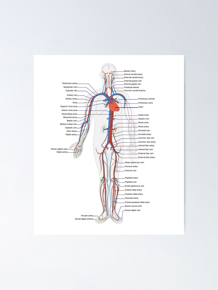 Circulatory System Medical Anatomy Arteries Veins Canvas Poster Decor ...