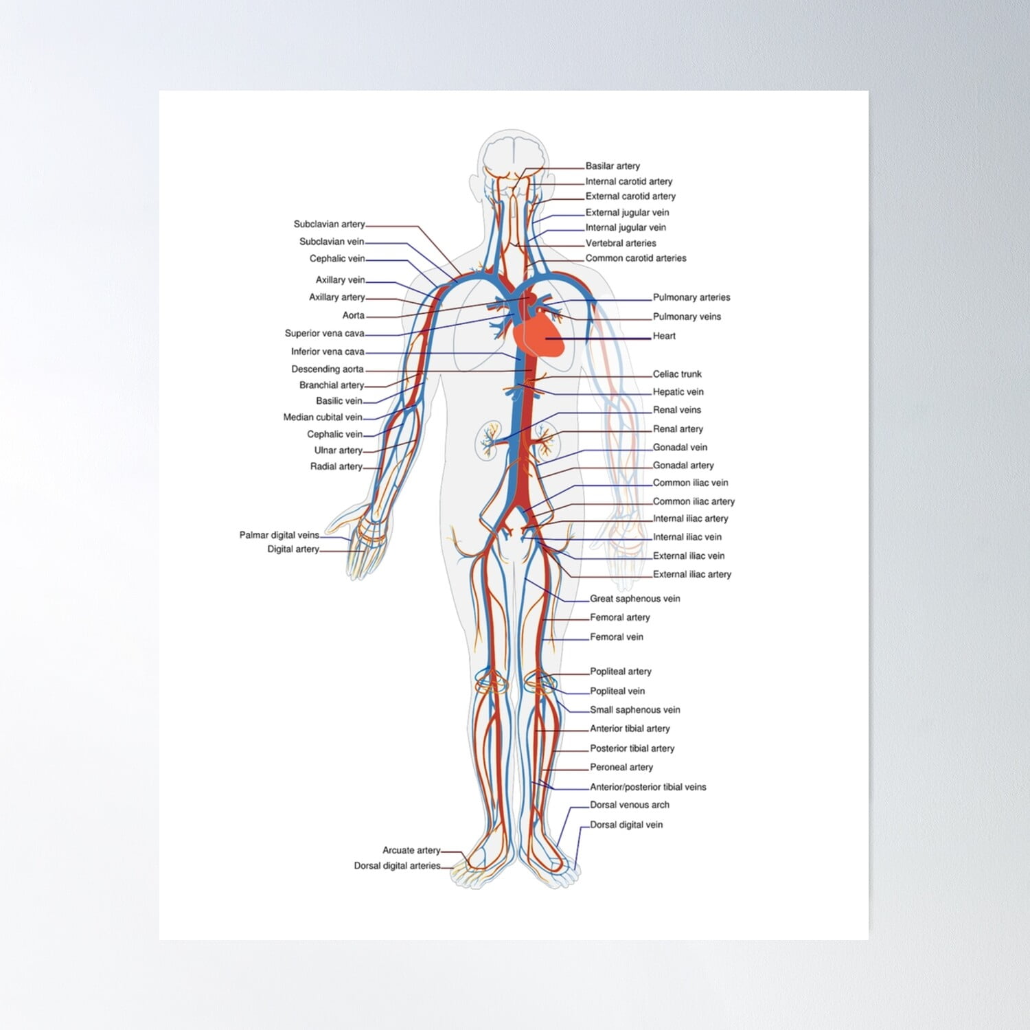 Circulatory System Medical Anatomy Arteries Veins Poster Wall Art ...