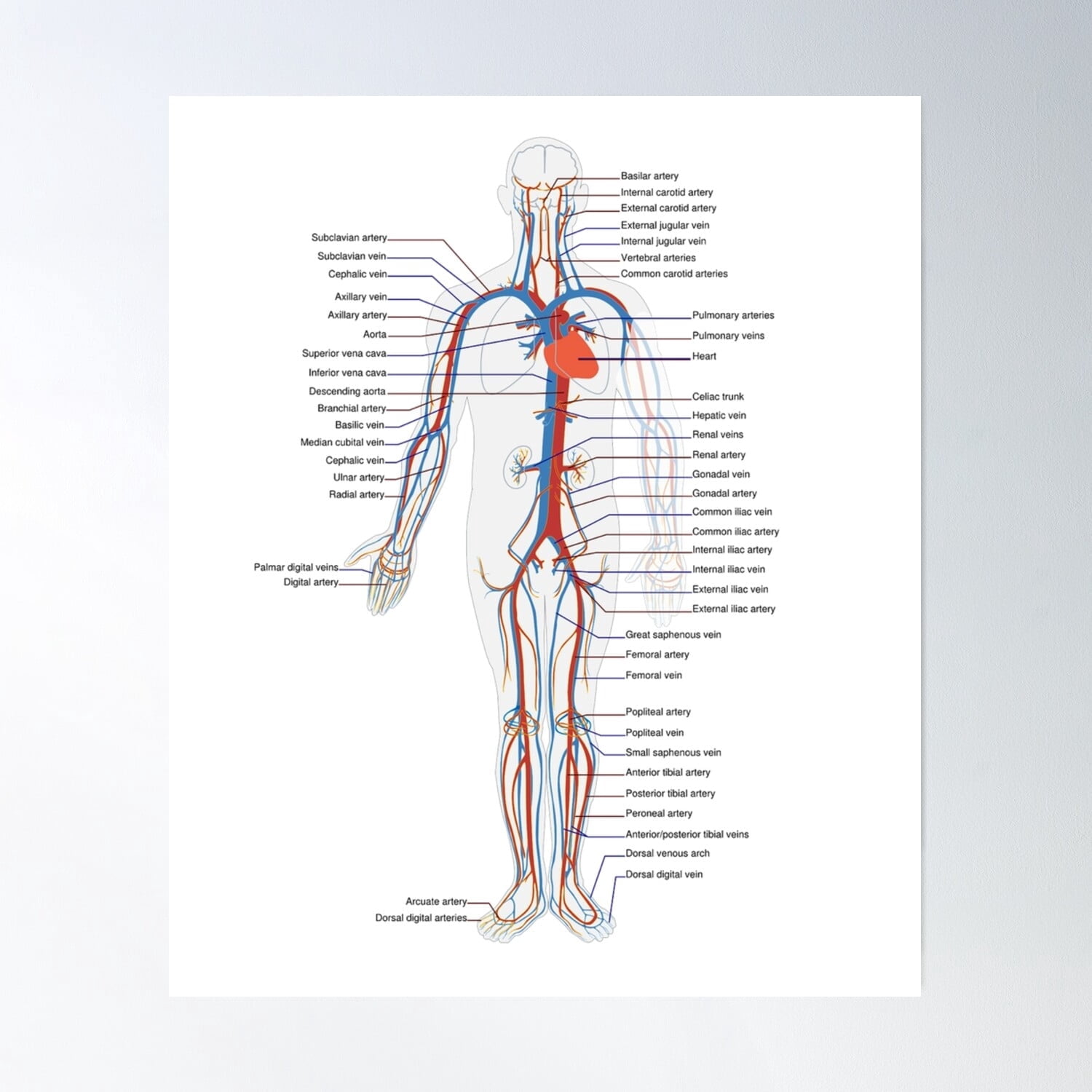 Circulatory System Medical Anatomy Arteries Veins Poster Wall Art ...