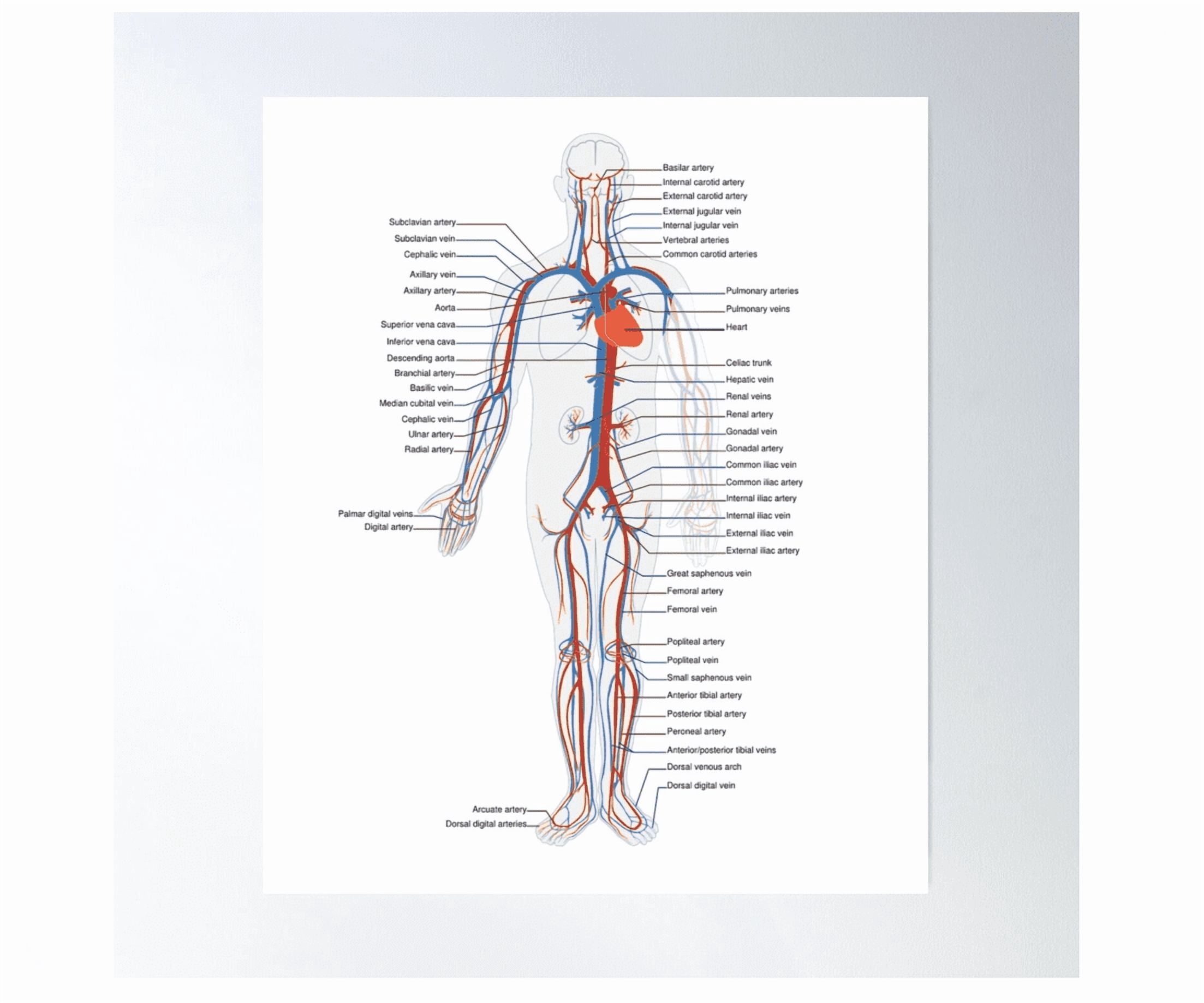 Circulatory System Medical Anatomy Arteries Veins Poster Wall Art ...