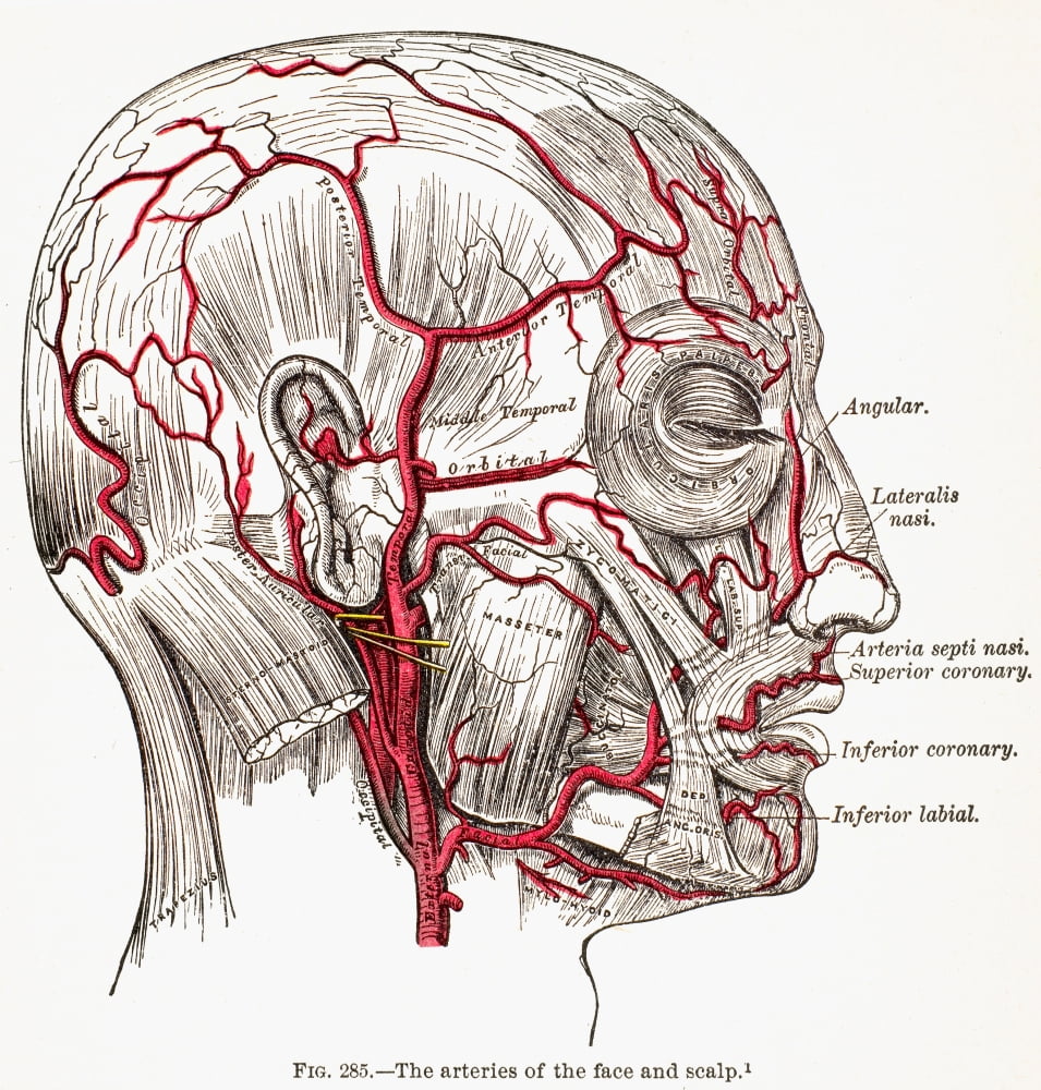 Circulatory System. /Nthe Arteries Of The Face And Scalp. 19Th Century ...