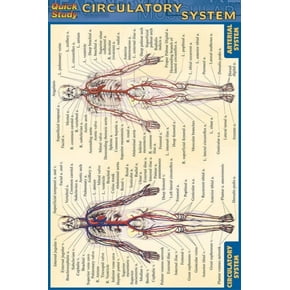 Diagram Of The Circulatory System With Labels