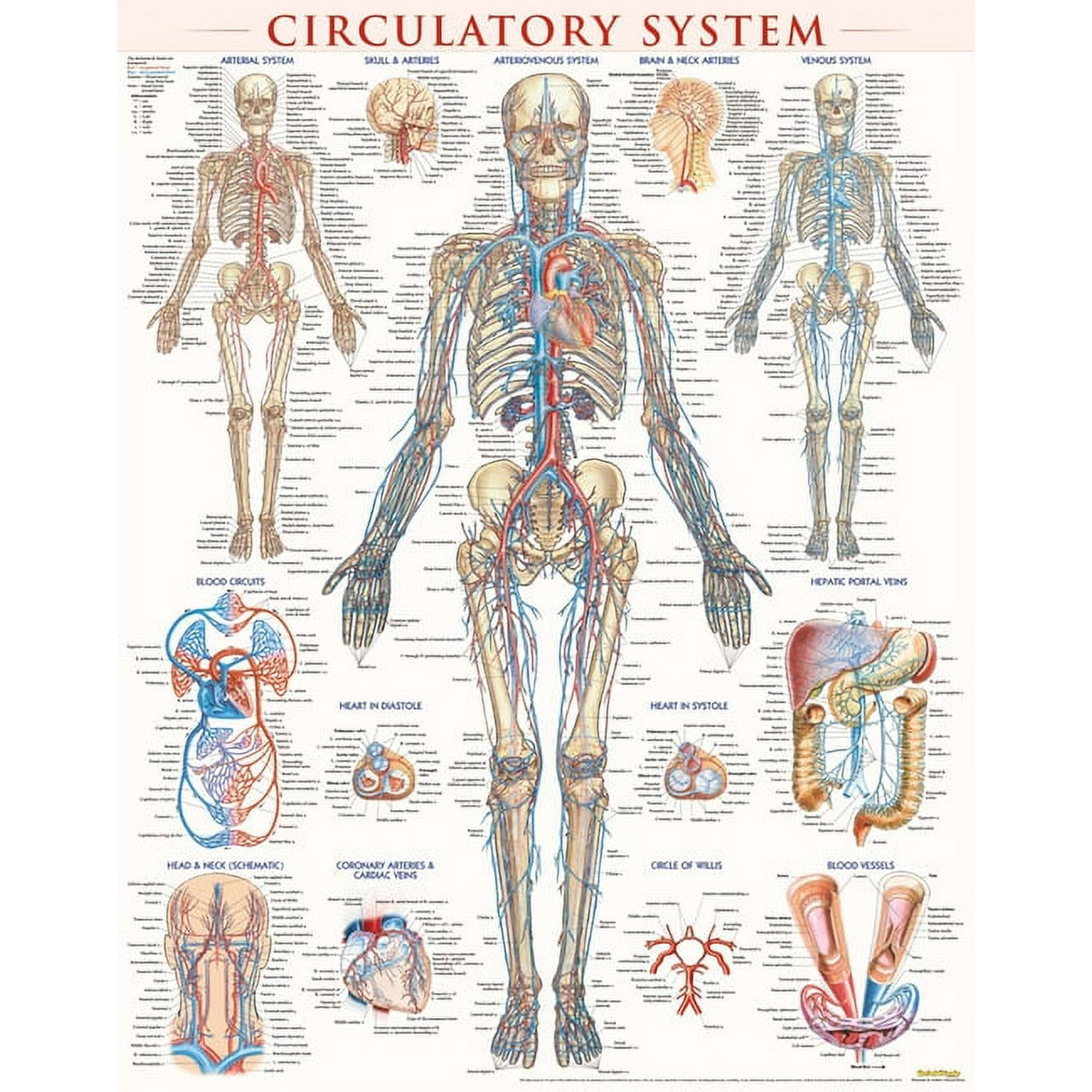 Circulatory System Arteries