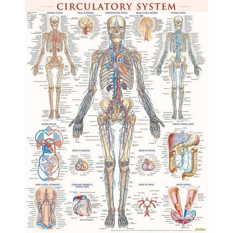 Circulatory System Labeled
