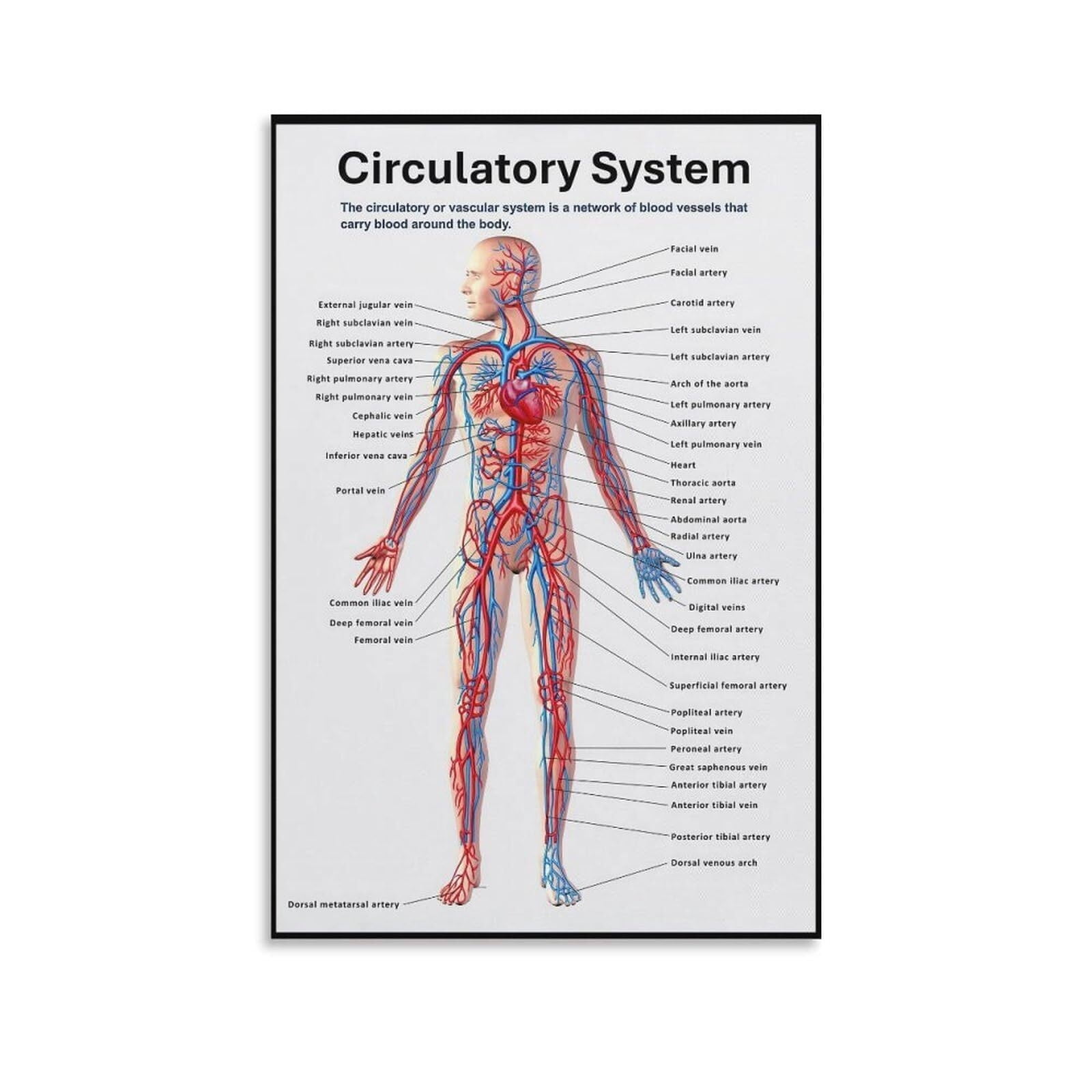 Circulatory System Poster Knowledge Canvas Wall Art Aesthetic ...