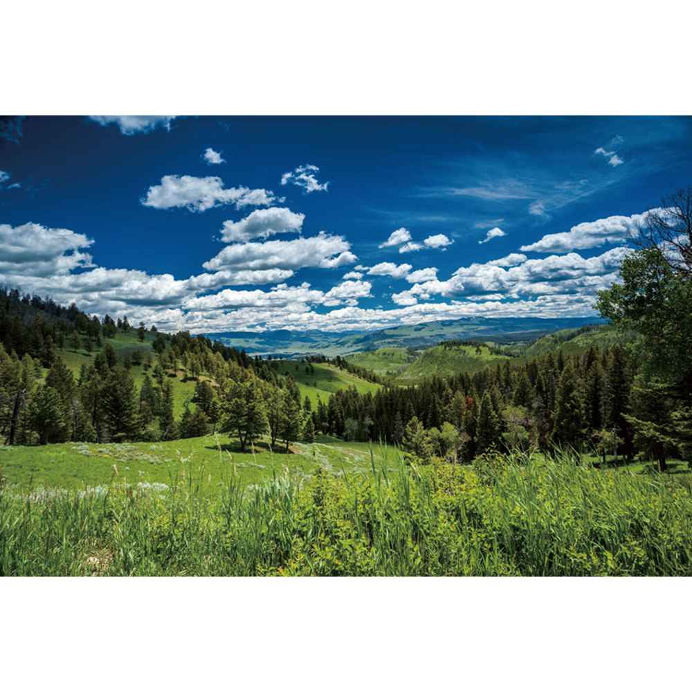 Circus Tt Photography Backdrop Baby Popcorn Birthday Party ration ...