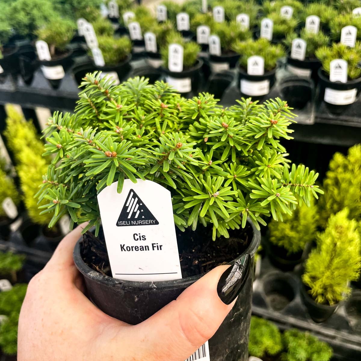 Cis Korean Fir - Live Bonsai Starter Plant - 4" Growers Pot - Walmart.com