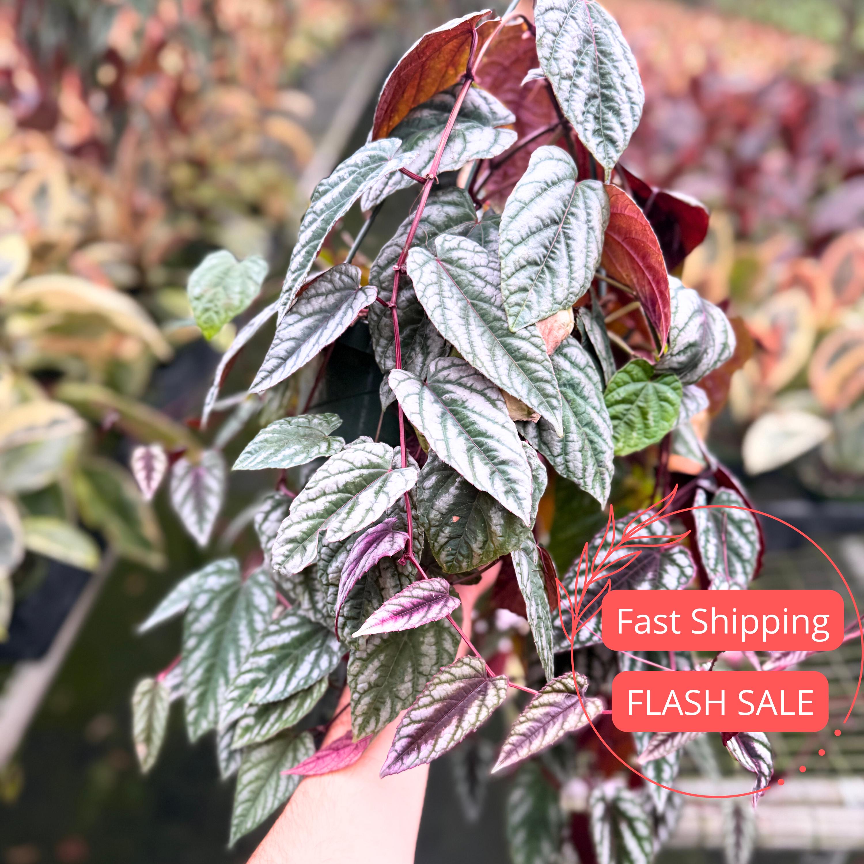 Cissus Discolor Live House Plants SALE | Large Rex Begonia Rare Starter ...