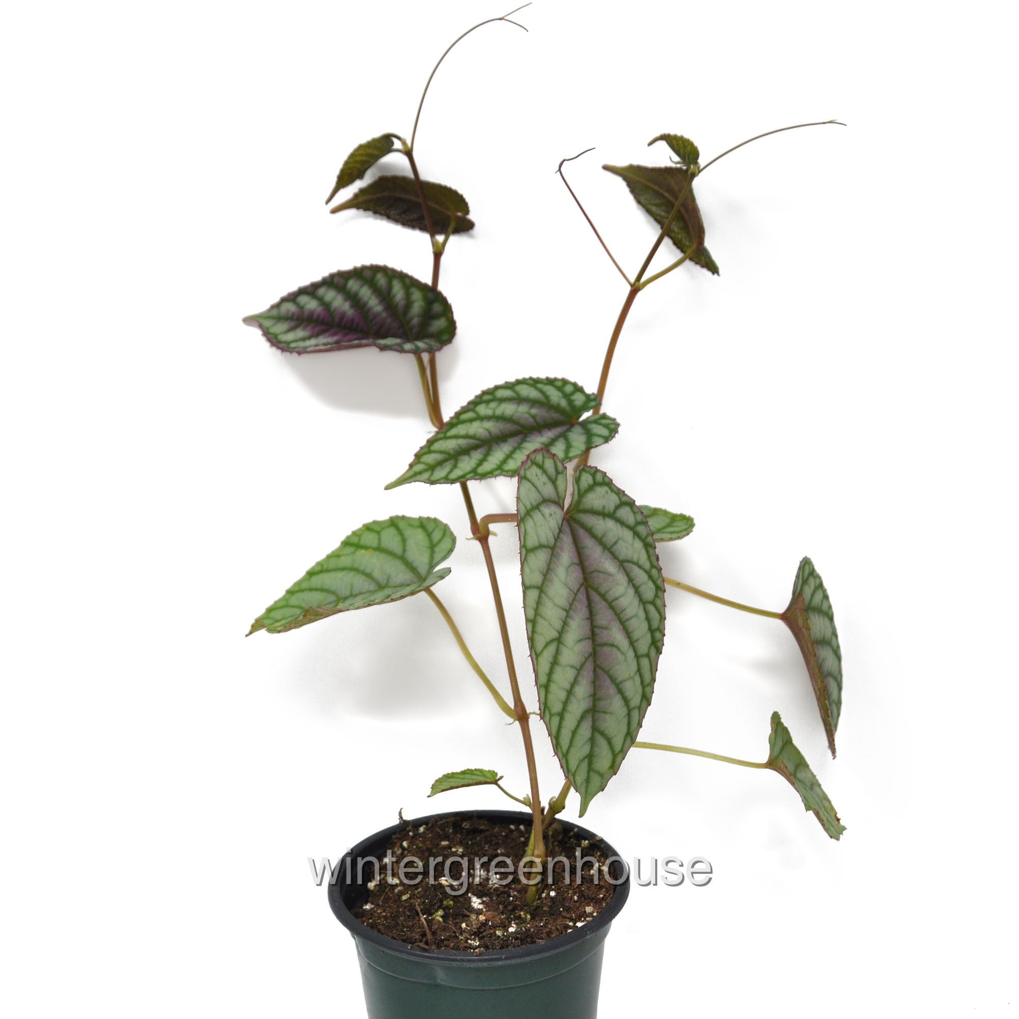 Cissus Javana, Discolor, Rex Begonia Vine - Pot Size: 3" (2.6x3.5 ...