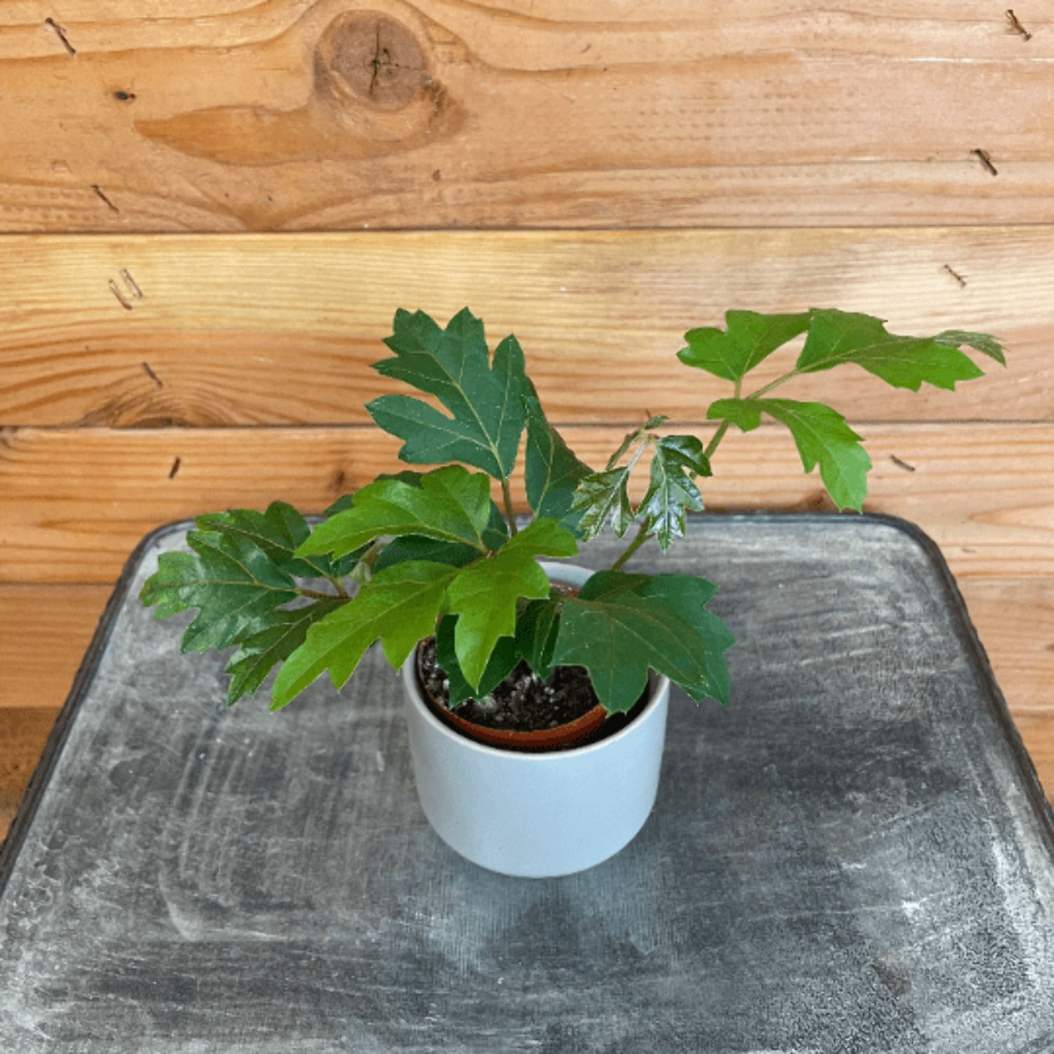 Cissus Oak Leaf Ivy, 2" Plant - Walmart.com