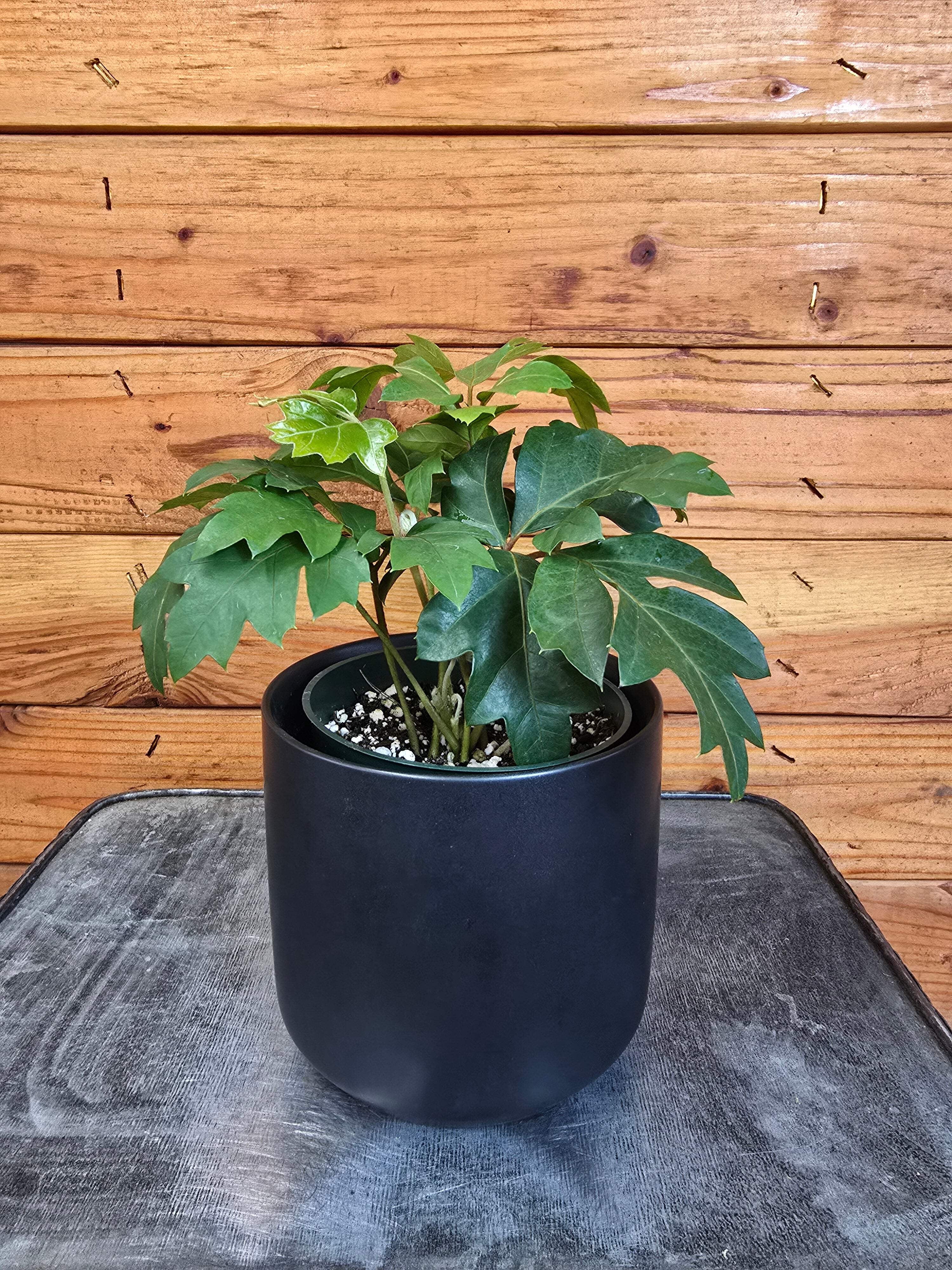 Cissus Oak Leaf Ivy, 4" Plant, The Plant Farm - Walmart.com