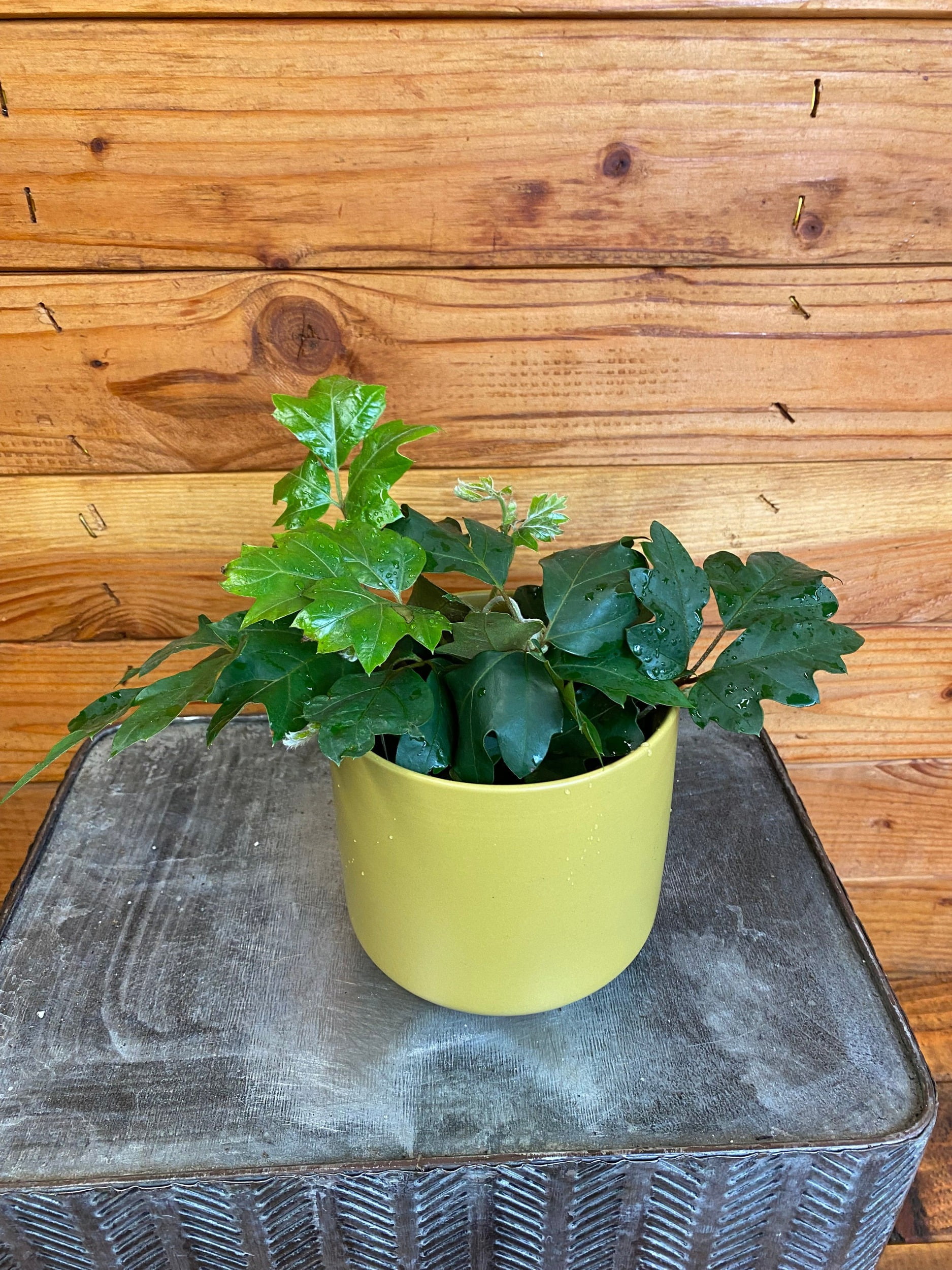 Cissus Oak Leaf Ivy, 4" Plant, The Plant Farm - Walmart.com