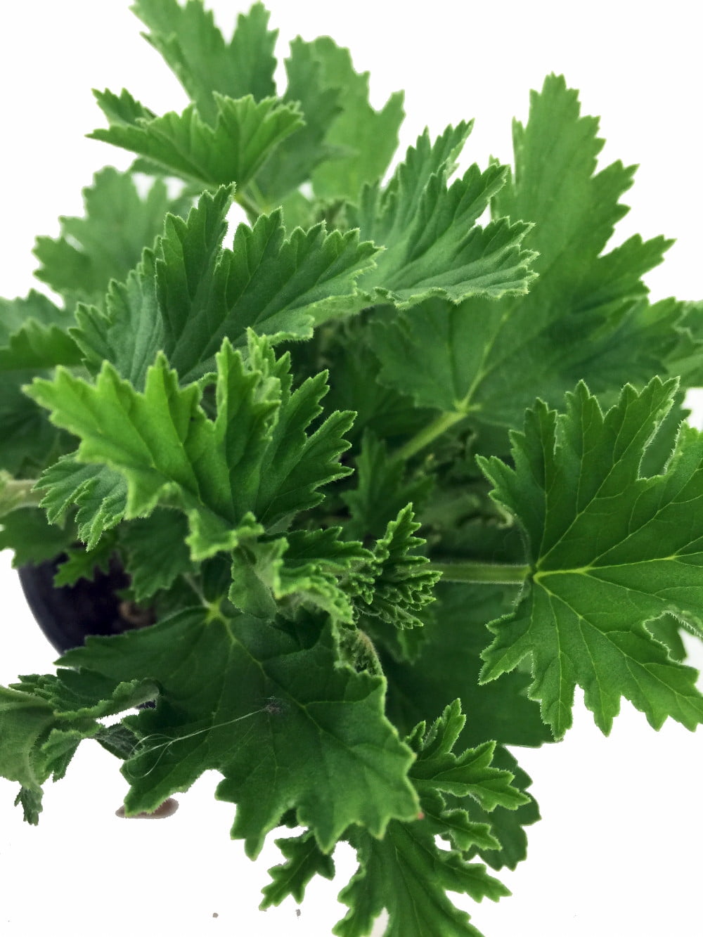 Citronella Mosquito Live Plant - Pelargonium citriodorum - Quart Pot ...