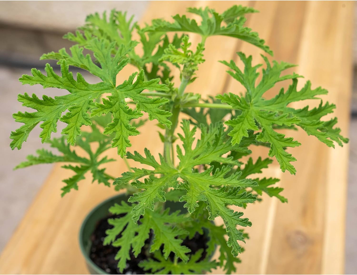 Citronella Plant, Mosquito Plant, Thriving Inside a 4” Nursery ...