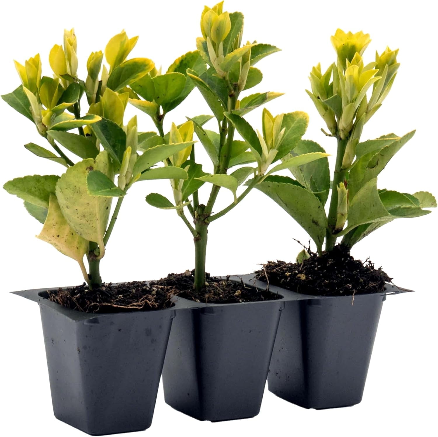 Citronella King Golden Euonymus Shrubs, Evergreen Perennial, Yellow ...