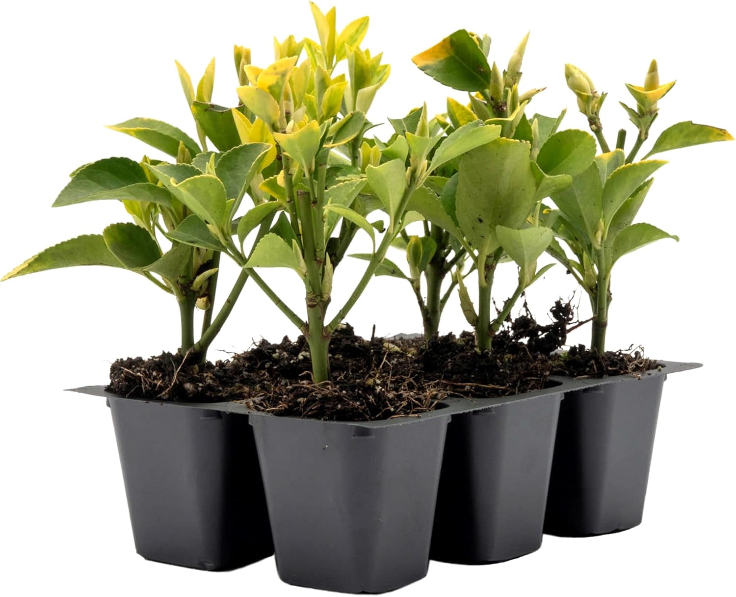 6 Golden Euonymus Shrubs | Live Plants in 2.5-inch Nursery Cubes ...