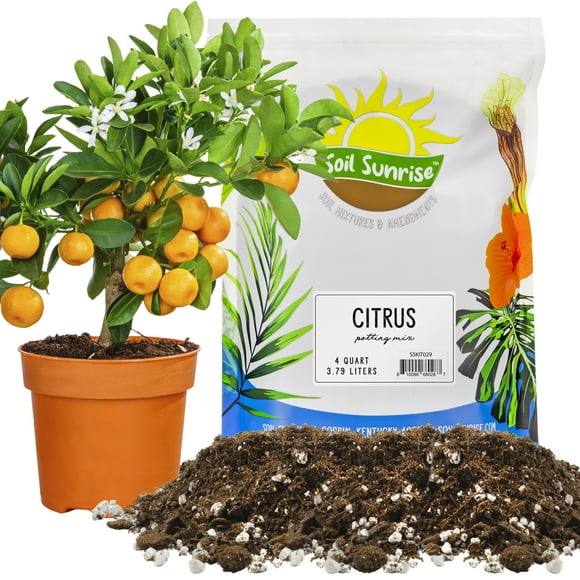 Indoor Citrus Plants