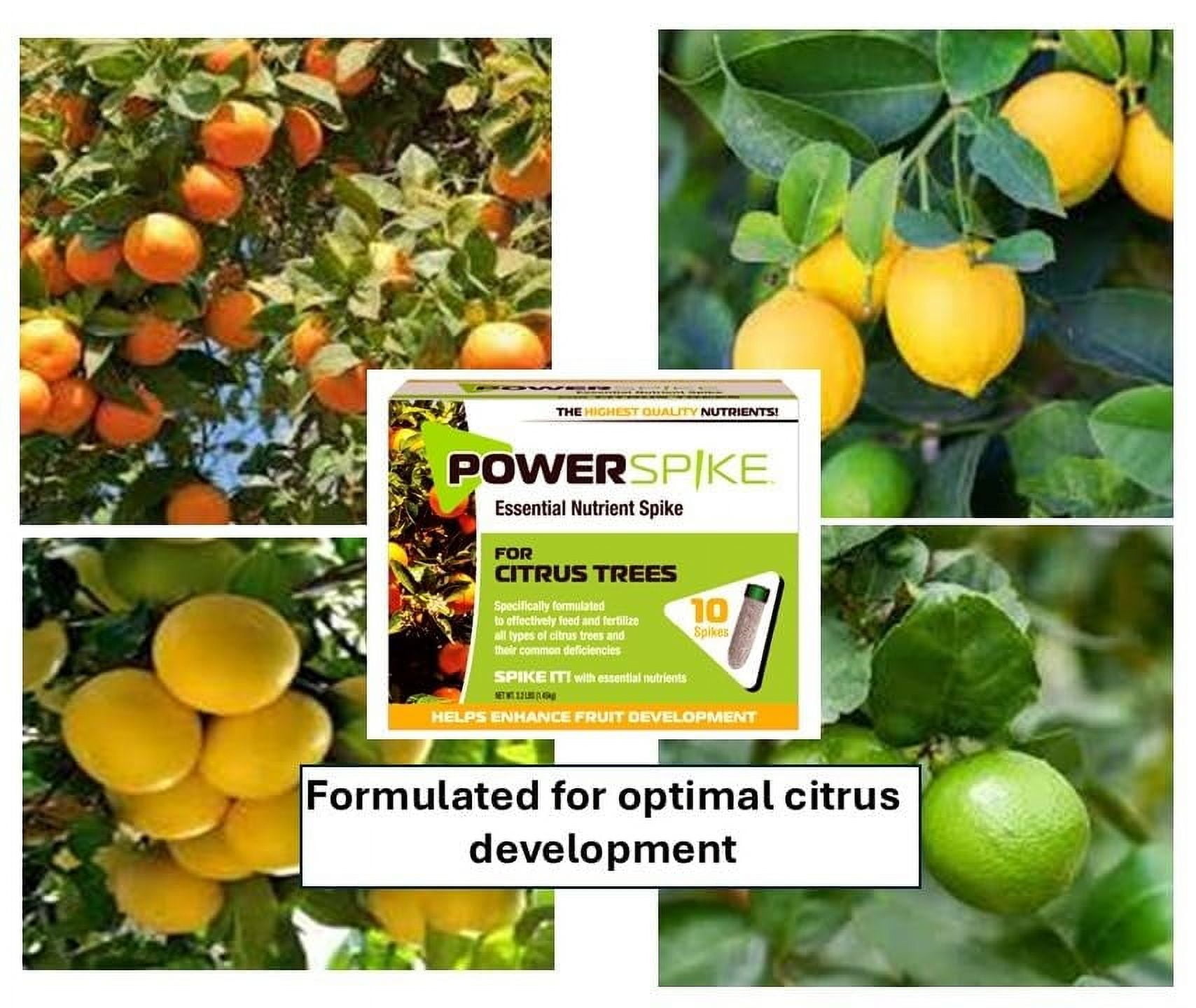 for Citrus Trees, Citrus Tree fetilizer Spike. Essential Nutrient Spike ...