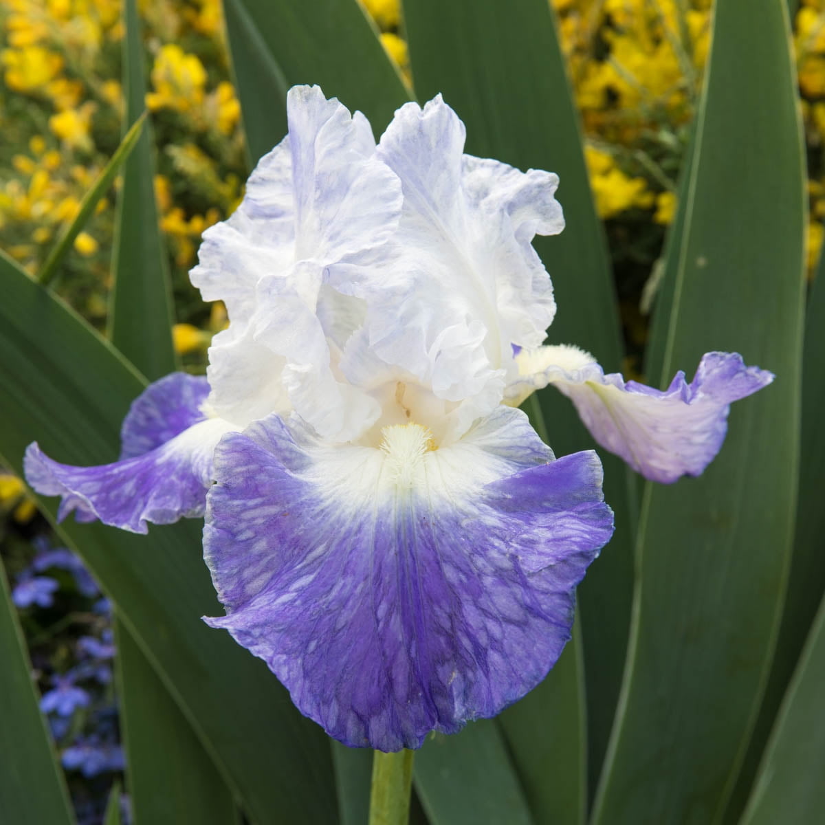 Clarence Reblooming Bearded Iris Dormant Bare Root Perennial Plant 1 ...
