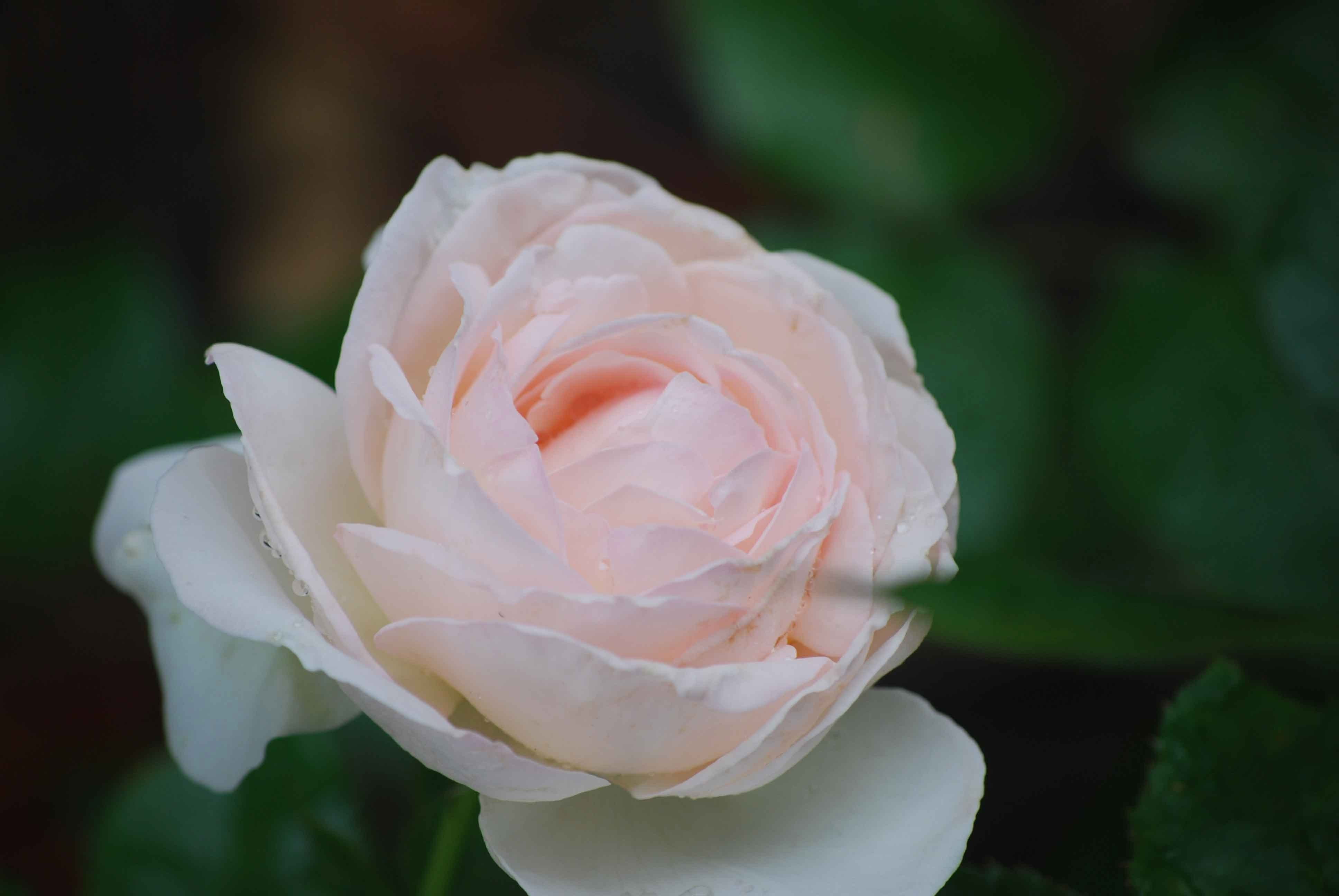 Clark Rose Glossy Poster - Walmart.com