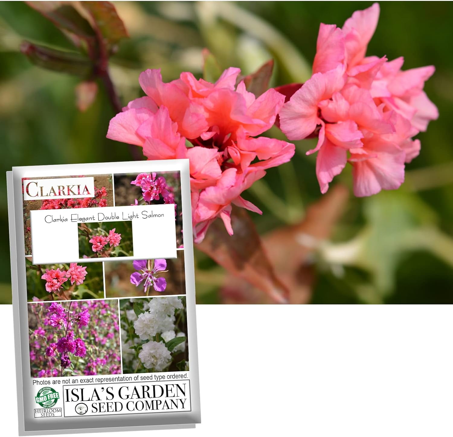 Clarkia Elegant Double Light Salmon Flower Seeds, 1000 Heirloom Seeds ...
