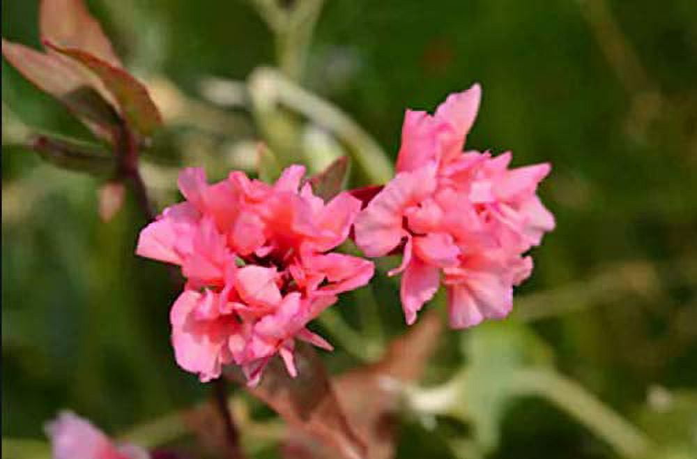 Clarkia Elegant Double Light Salmon Flower Seeds, 1000 Heirloom Seeds ...