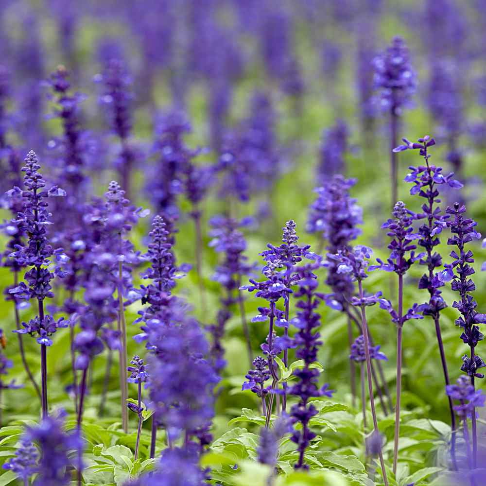 Clary Seeds - Clary Sage Herb Seed - 2000 Seeds - Walmart.com