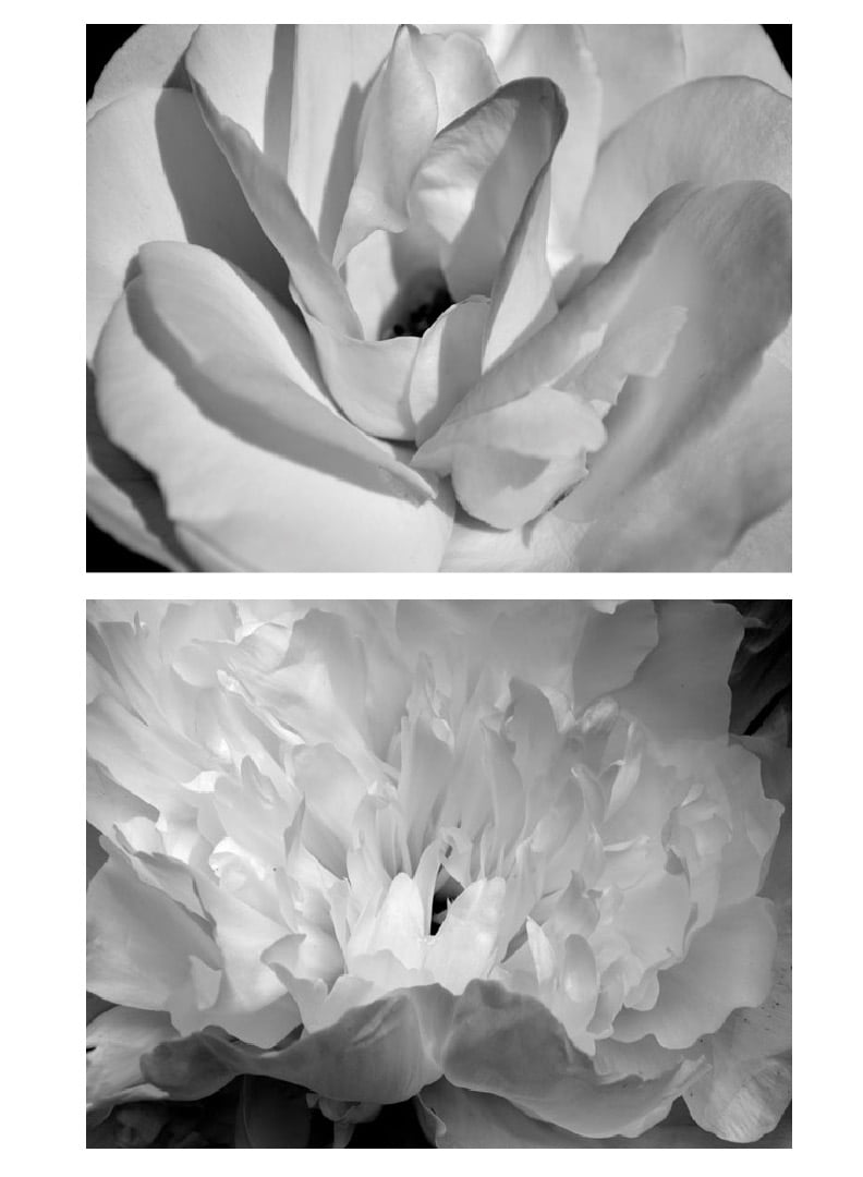Classic Black & White Blooming Adult Floral Photography; 2 - 10" x 8 ...
