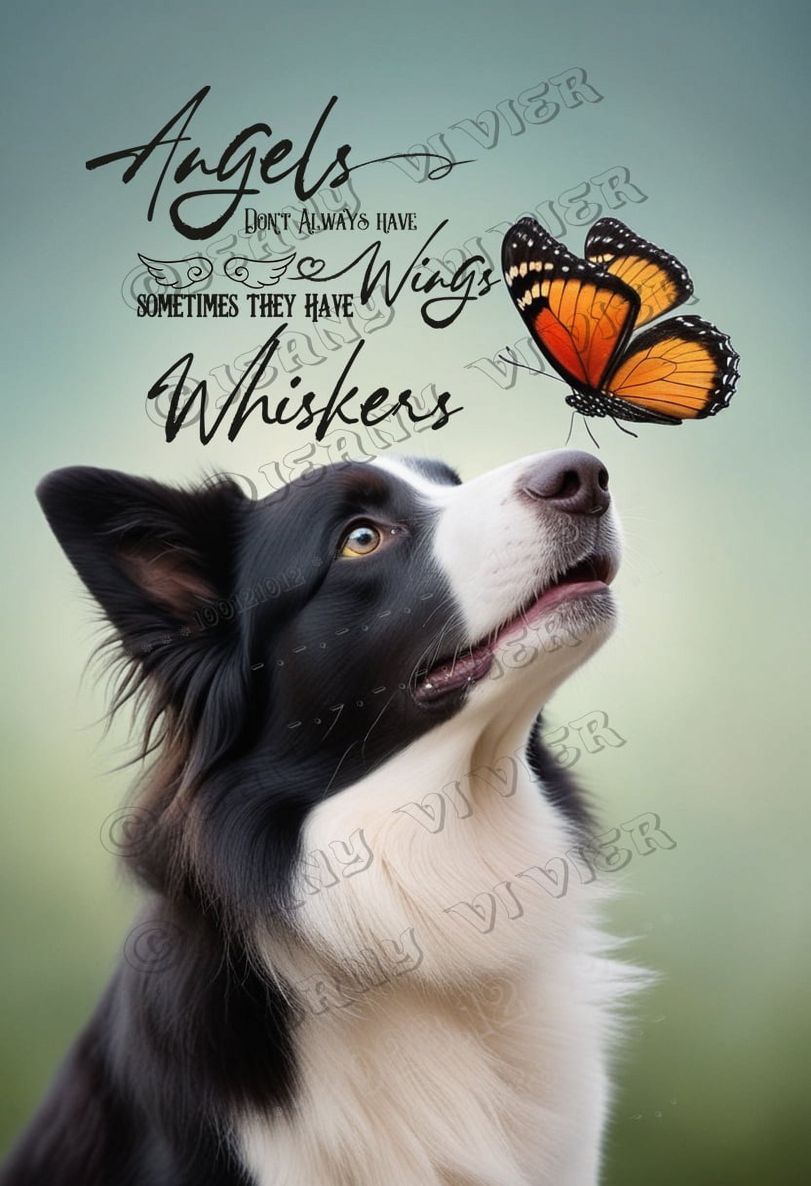 Classic Border Collie Aluminum Tin Sign - Angels Don't Always Have ...