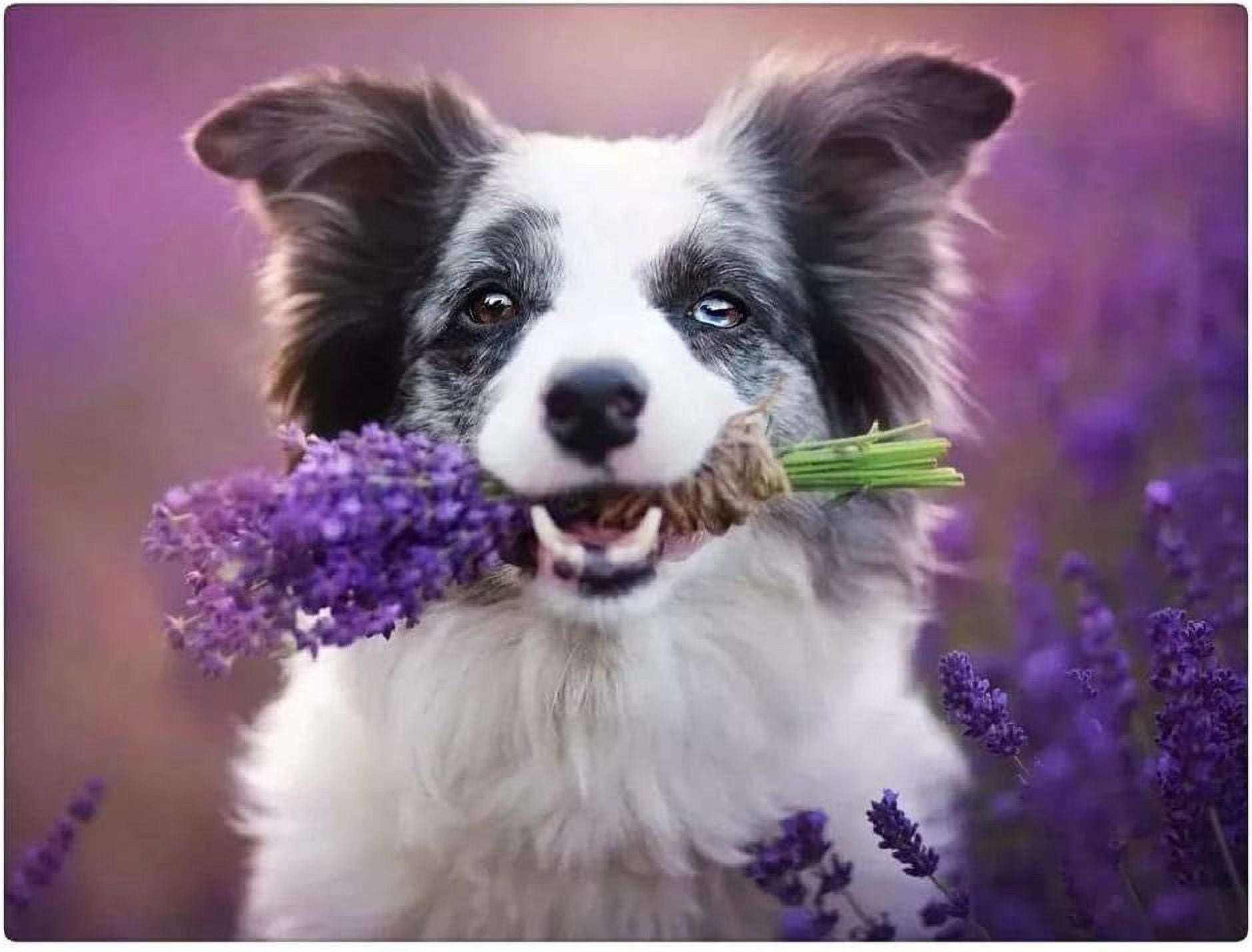 Classic Border Collie Biting Lavender Made ofWill Not Be Deformed 500 ...