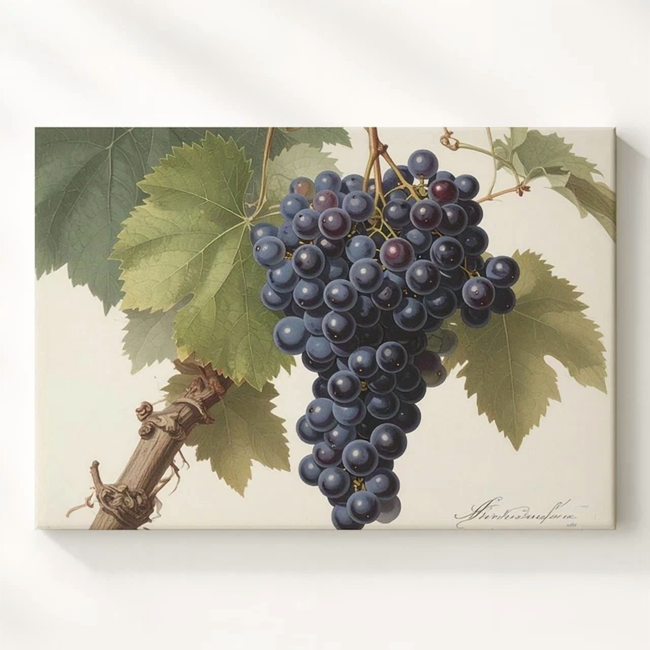 Classic Botanical Dark Grape Postervintage Scientific Vine Illustration ...