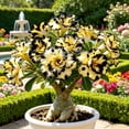 Classic Desert Rose — Low-Maintenance--(Non-Artificial)--10 color ...