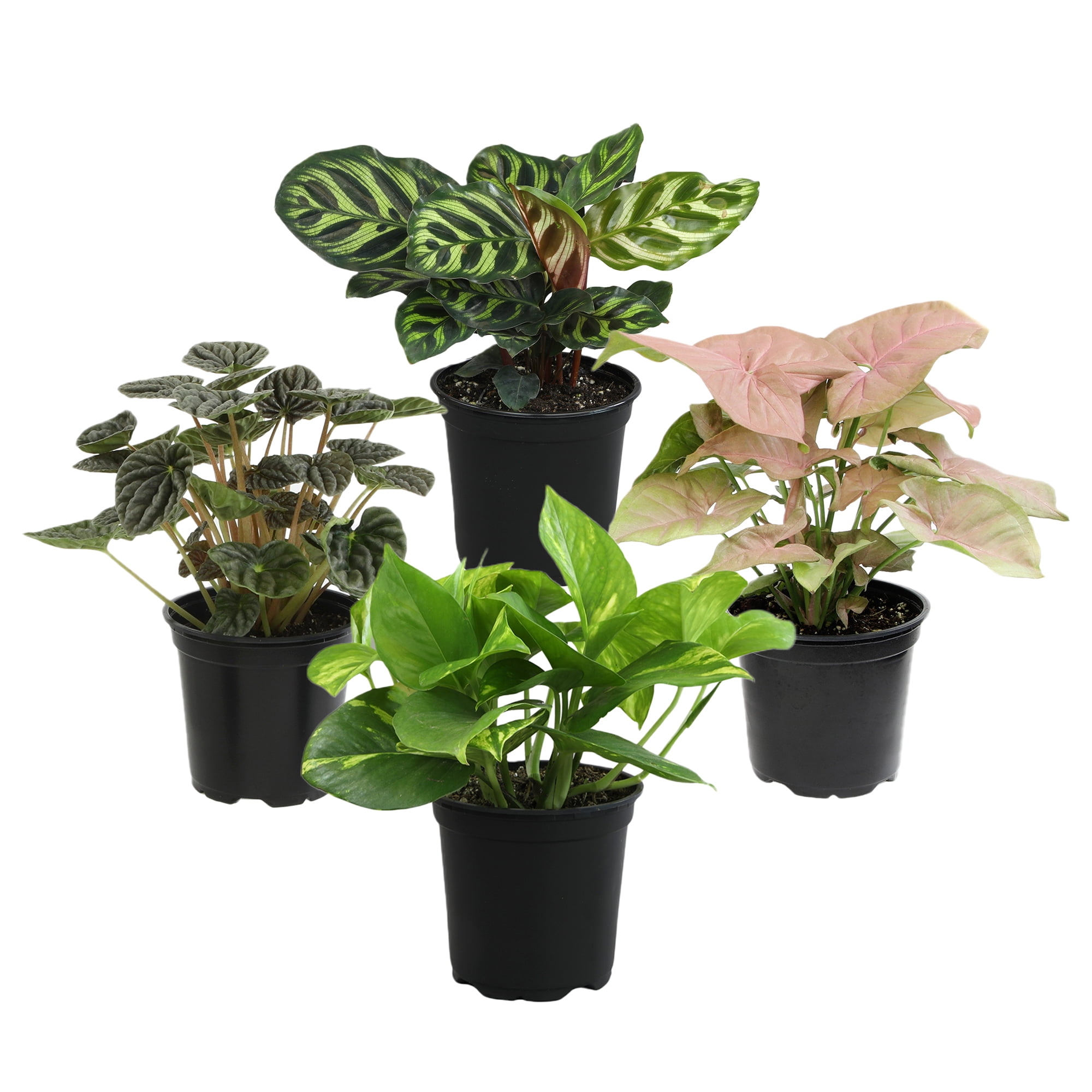 "Element by Altman Plants Live Potted Indoor Houseplants, 4 Pack of 4. ...