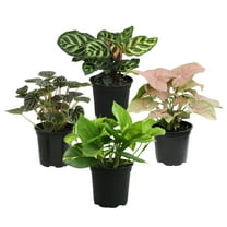 "Live Mini Indoor Terrarium & Fairy Garden Plants - 8 Plants in 2 ...